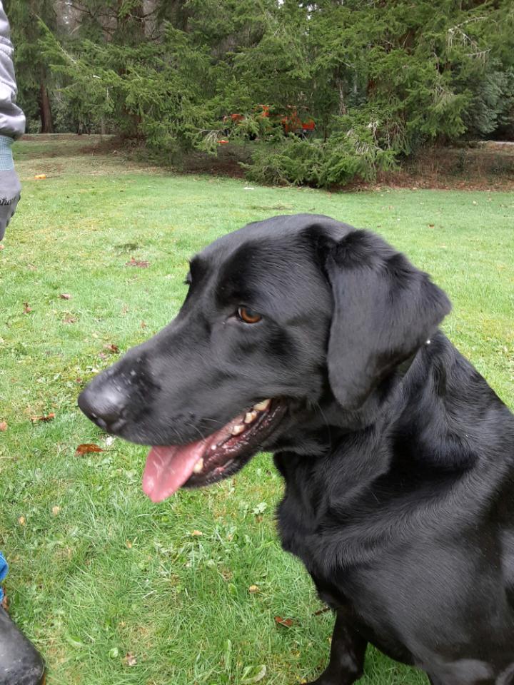 Labrador Retriever (Adopted) - Gundogz Rescue