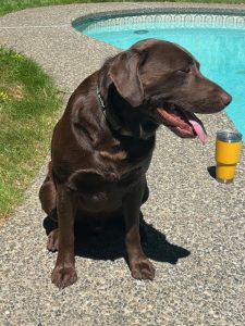 Drake - Chocolate Labrador Retriever (Adopted) - Gundogz Rescue