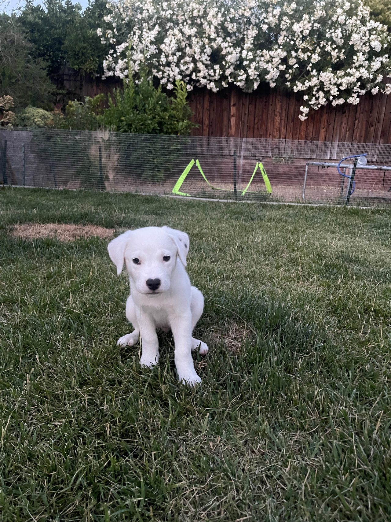 Olive - Dogo Argentino - Gundogz Rescue