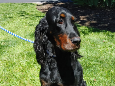 Rosebud - Gordon Setter (Adopted) - Gundogz Rescue