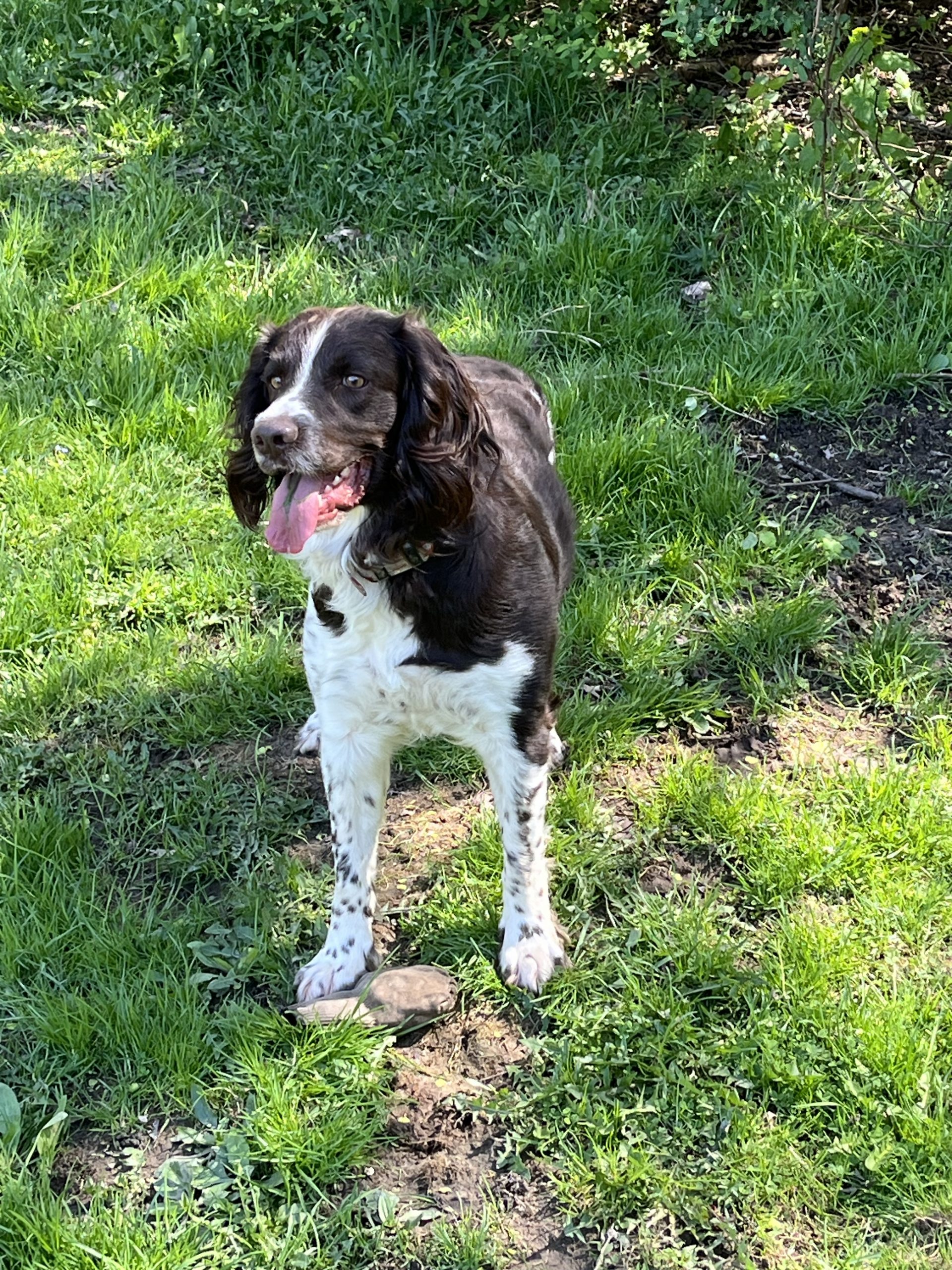 Odin - English Springer Spaniel (Adopted) - Gundogz Rescue
