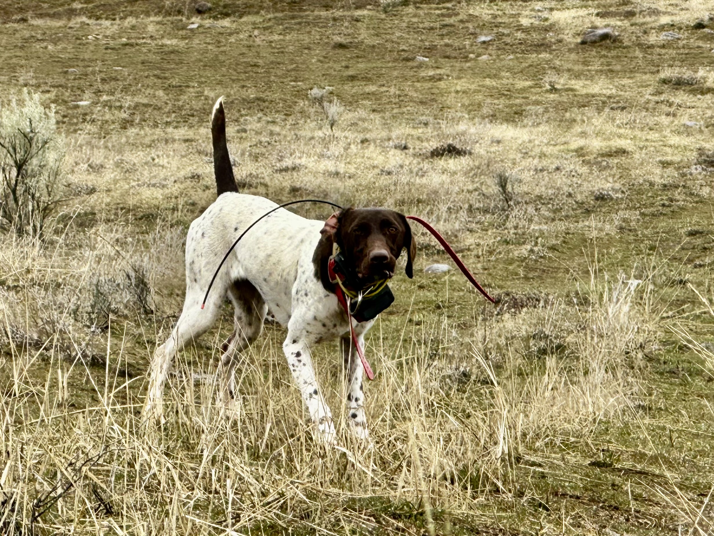 Lily - German Shorthair Pointer - Gundogz Rescue